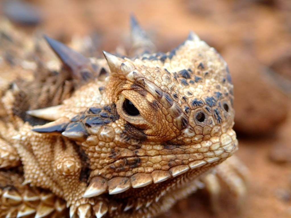 Texas Horned Lizard in March 2014 by Tom Devitt · iNaturalist