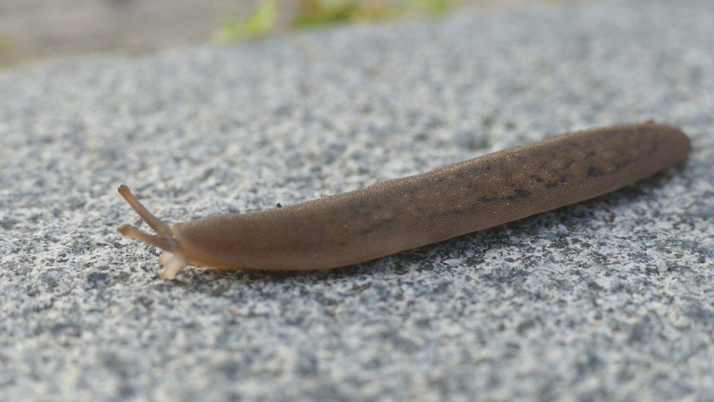 Leatherleaf and Prism Slugs from Taitung County, Taiwan on October 16 ...