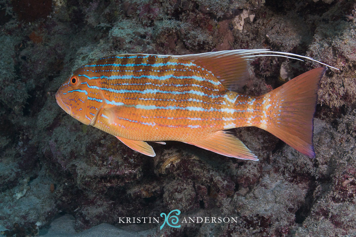 Symphorus nematophorus (Bleeker, 1860)