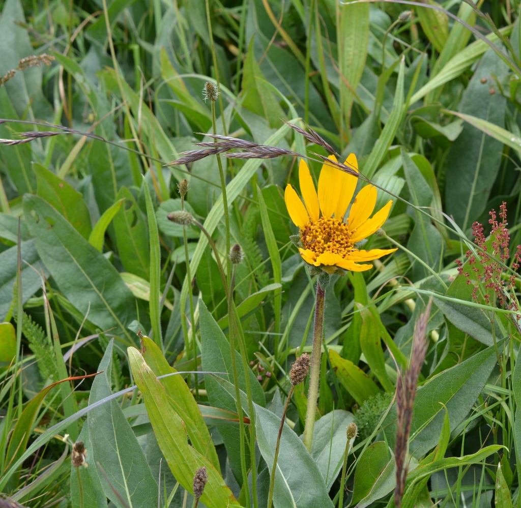 Narrowleaf mule-ears (Wildflowers of Bouverie Preserve of ACR ...