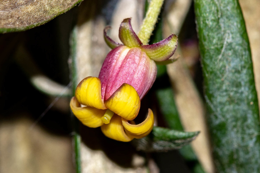 Banyalla (Pittosporum bicolor) - Botanical Realm