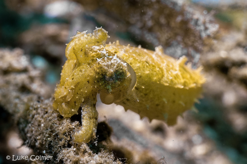 Stumpy Cuttlefish (Sepia bandensis) · iNaturalist