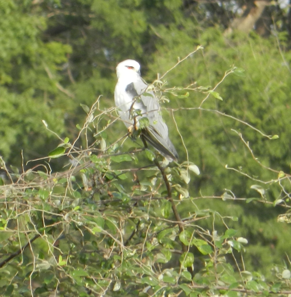 Black-winged Kite from Satpura Range, Madhya Pradesh 450331, India on ...