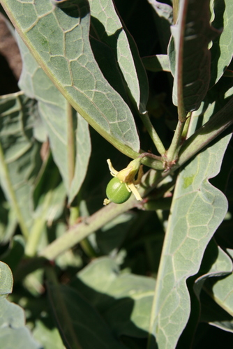 Adenia repanda · Naturalista Costa Rica