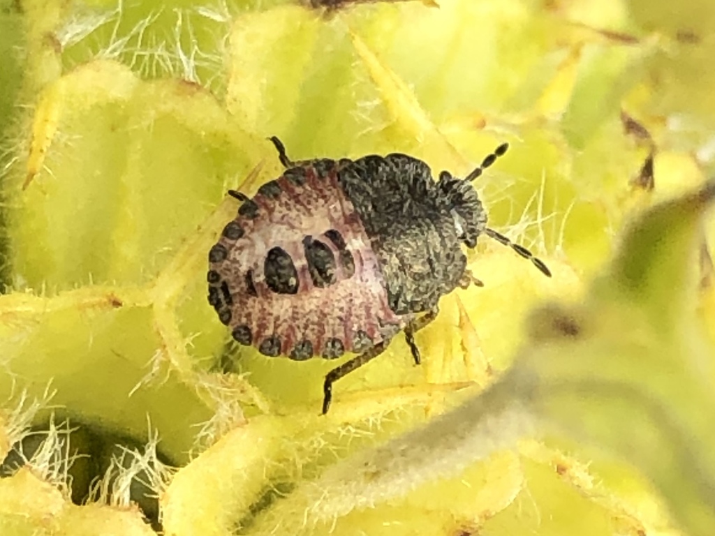Sloe Bug from Dollerup, Deutschland on July 31, 2020 at 10:37 AM by ...