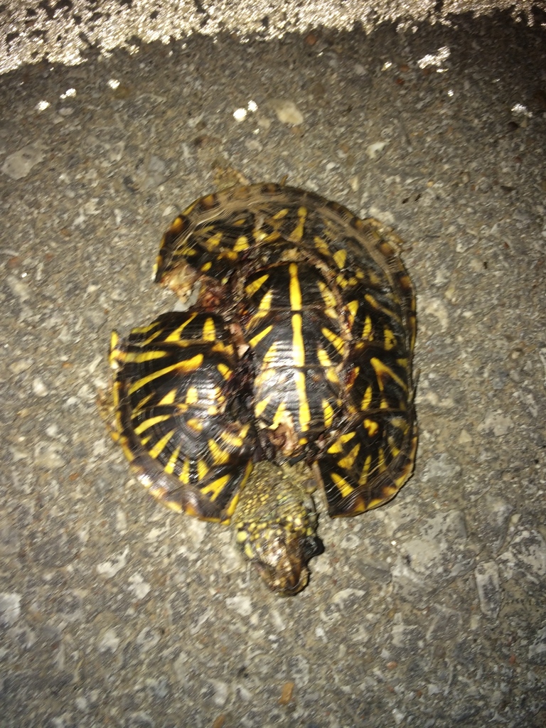 Ornate Box Turtle in May 2014 by Tom Devitt. DOR · iNaturalist