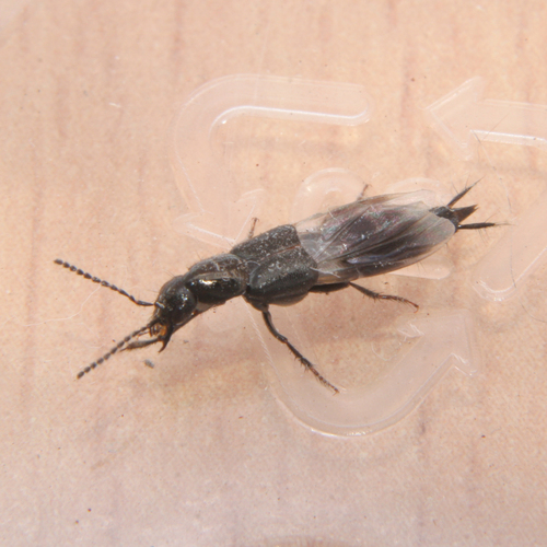 Philonthus punctus · iNaturalist