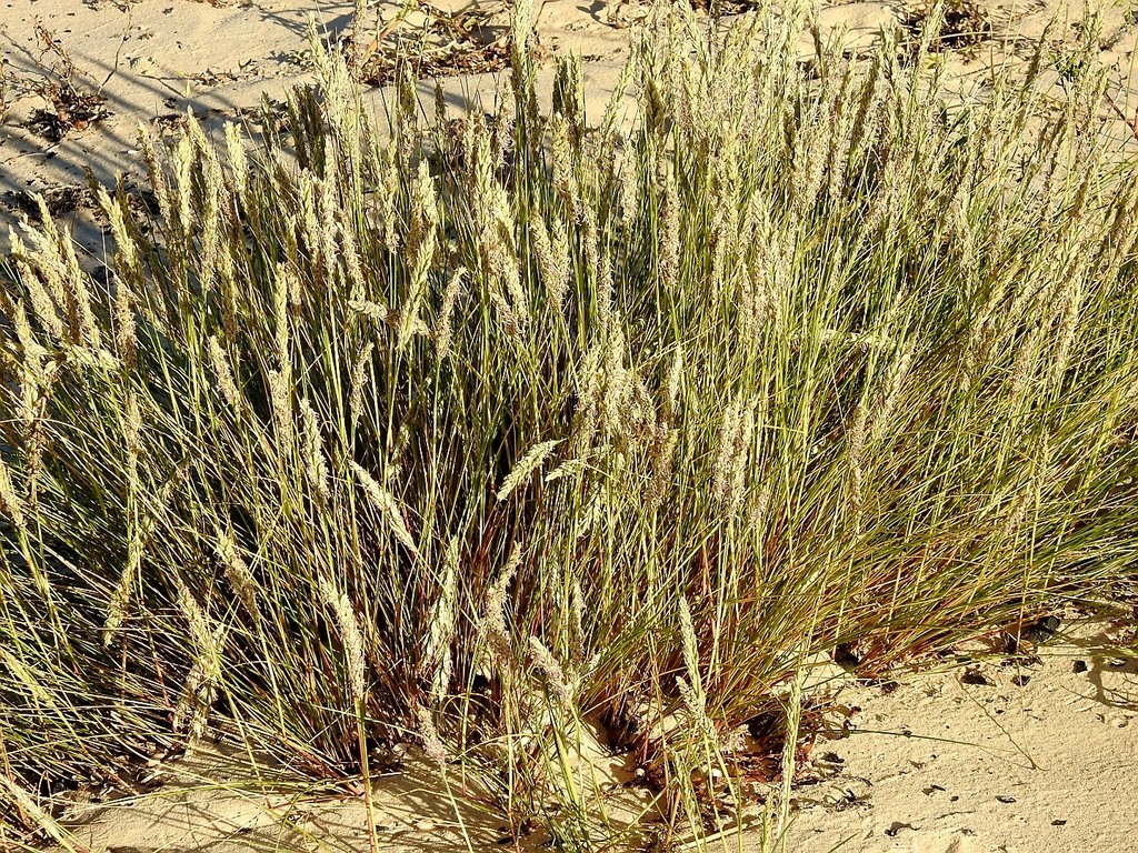 European marram grass from Moruya Heads NSW 2537, Australia on July 31 ...