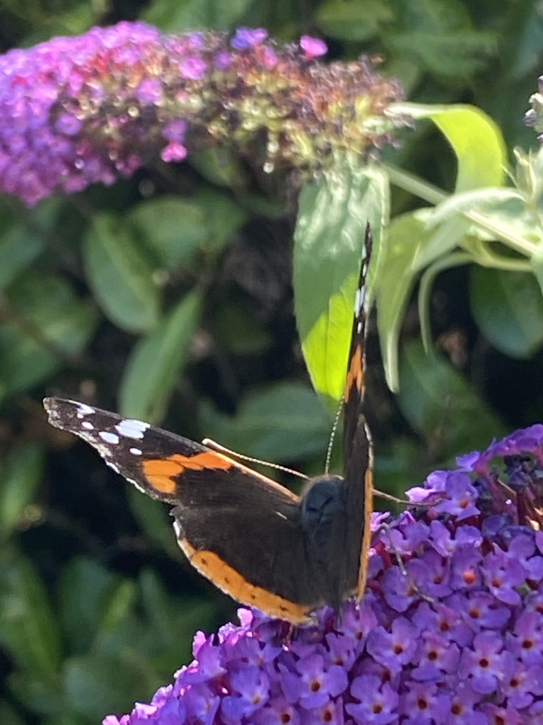 Red Admiral from Geelrijs, Ammerzoden, Gelderland, NL on July 30, 2020 ...