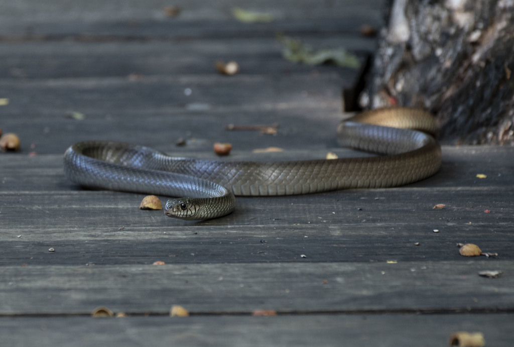 Oriental Rat Snake from Kandalama Tank Access Road, Central Province ...