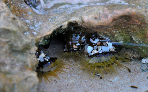 Anthopleura waridi · iNaturalist