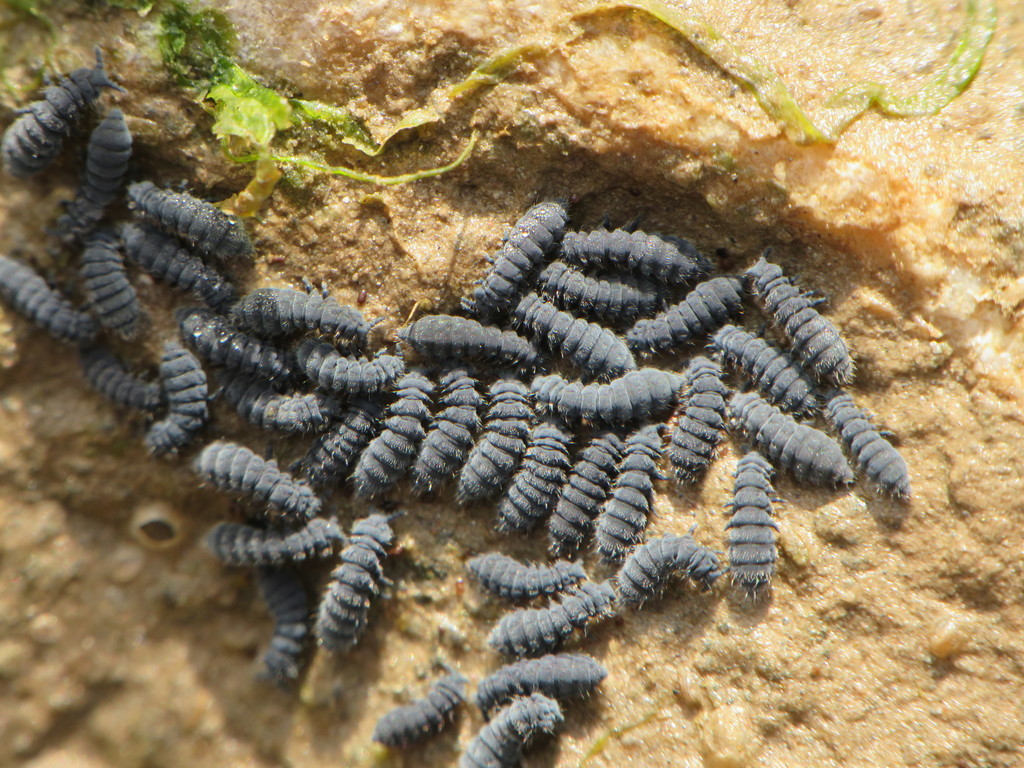 Seashore Springtail from Silverdale, UK on July 30, 2020 at 03:43 PM by ...