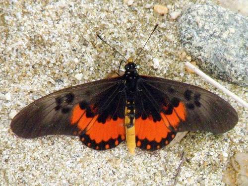 Acraea perenna · Naturalista Costa Rica
