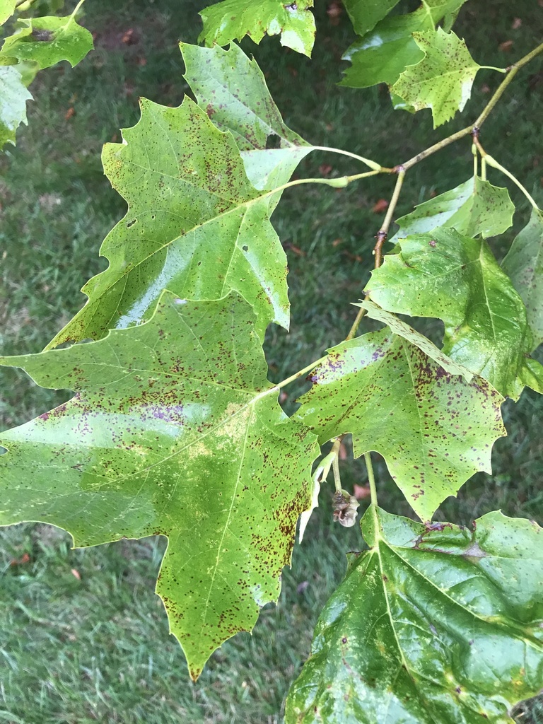 American sycamore from Magnolia Grove Dr, Manassas, VA, US on July 31 ...