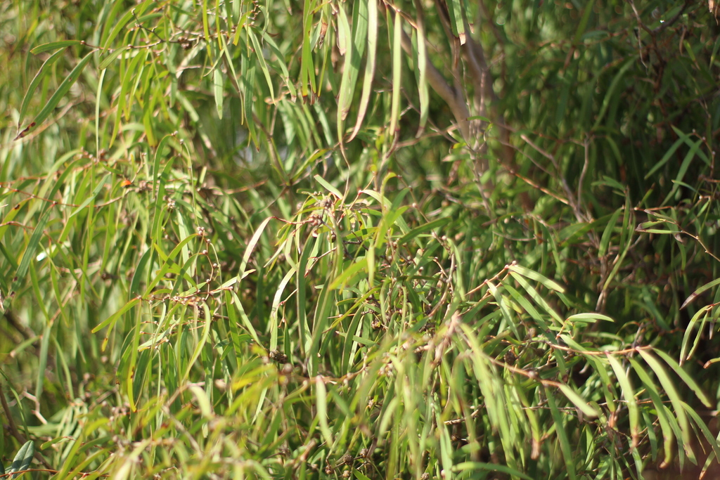 Western Australian Peppermint from Elleker WA 6330, Australia on July ...