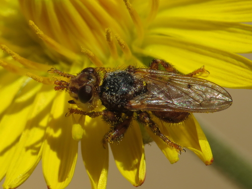 Myopa pellucida · iNaturalist