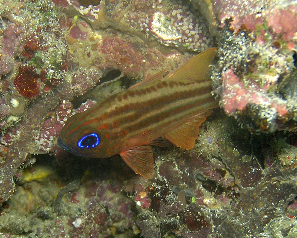 Blue-eye Cardinalfish (Ostorhinchus compressus) - Marine Life ...
