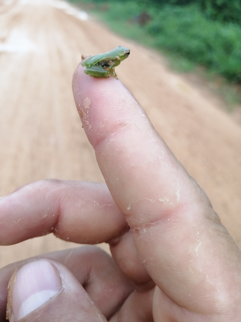 Pygmy Hatchet-faced Tree Frog from Yurimaguas, Perú on July 31, 2020 at ...