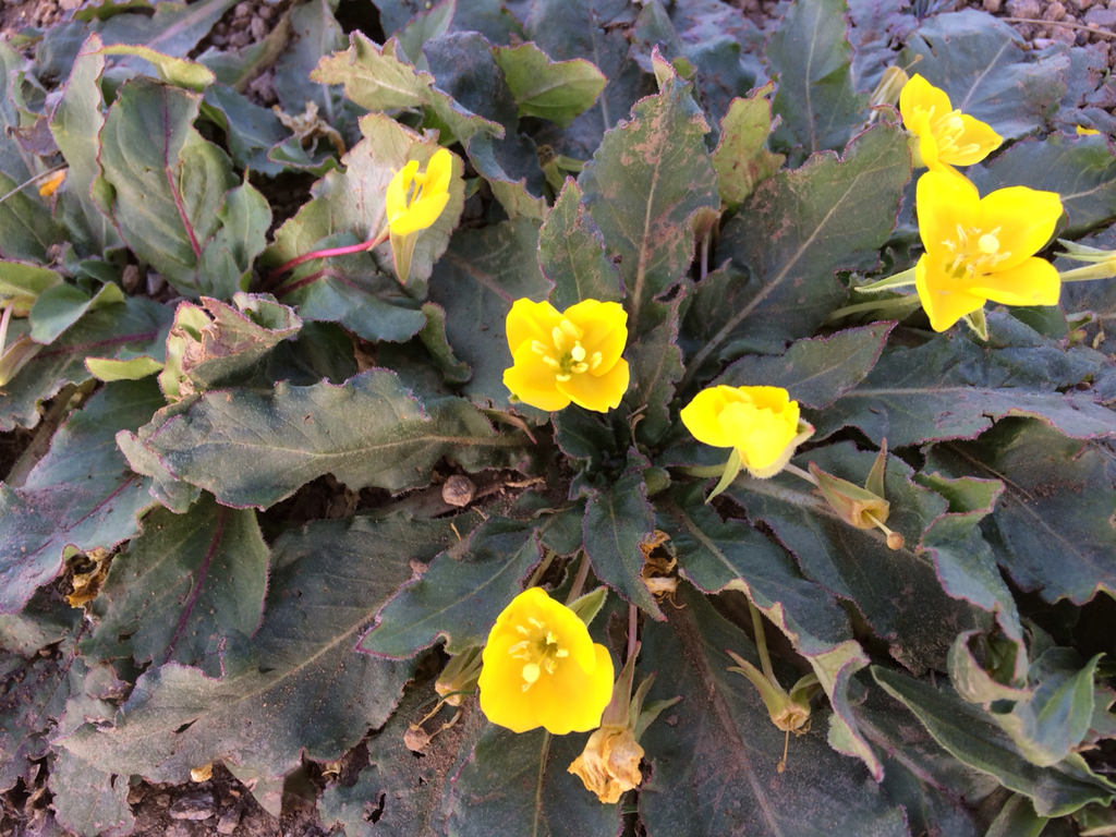 Sun Cup from Lyford Dr, Tiburon, CA, US on April 17, 2014 at 08:29 AM ...