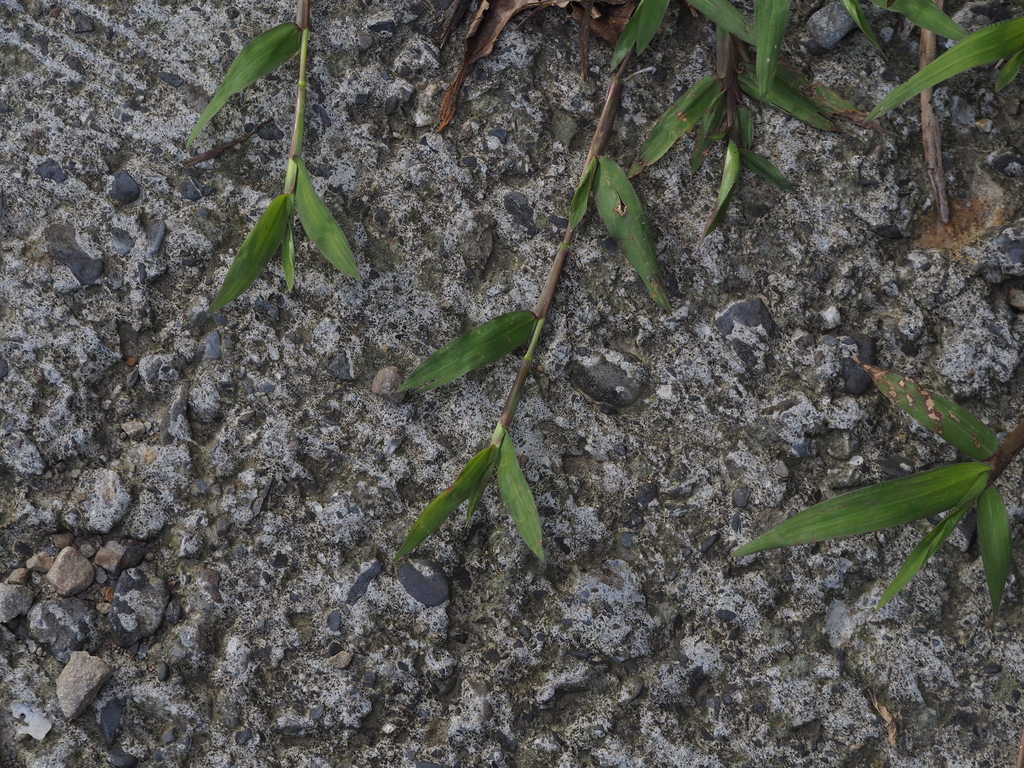 broadleaf carpetgrass from Yulin, Taiwan, Taiwan on July 31, 2020 at 07 ...