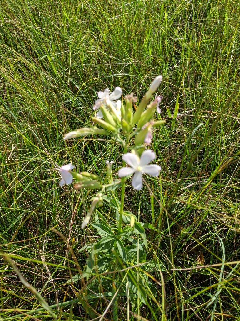 common soapwort from Cutler, WI, USA on July 29, 2020 at 04:46 PM by ...