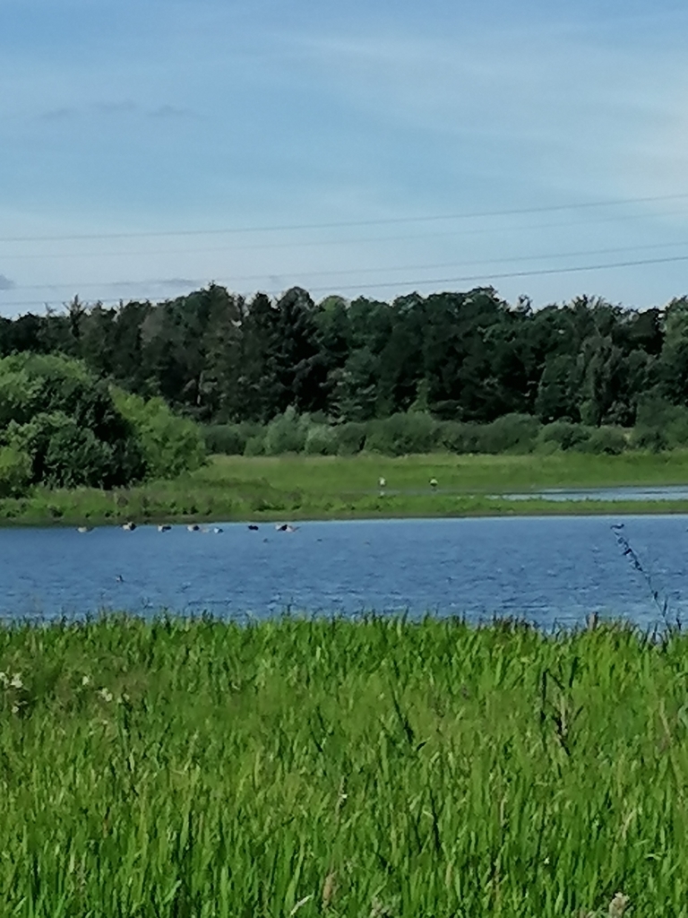 White Stork from 8462 Harlev, Danmark on July 31, 2020 at 12:38 PM by ...