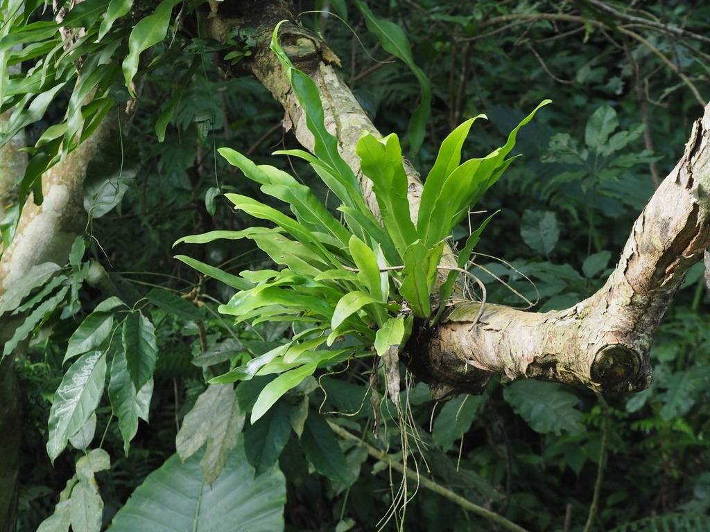Elkhorn fern (Lower orders of plants of the Mfolozi River catchment ...