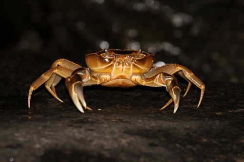 Malawi Blue Crab (Potamonautes lirrangensis) · iNaturalist United Kingdom