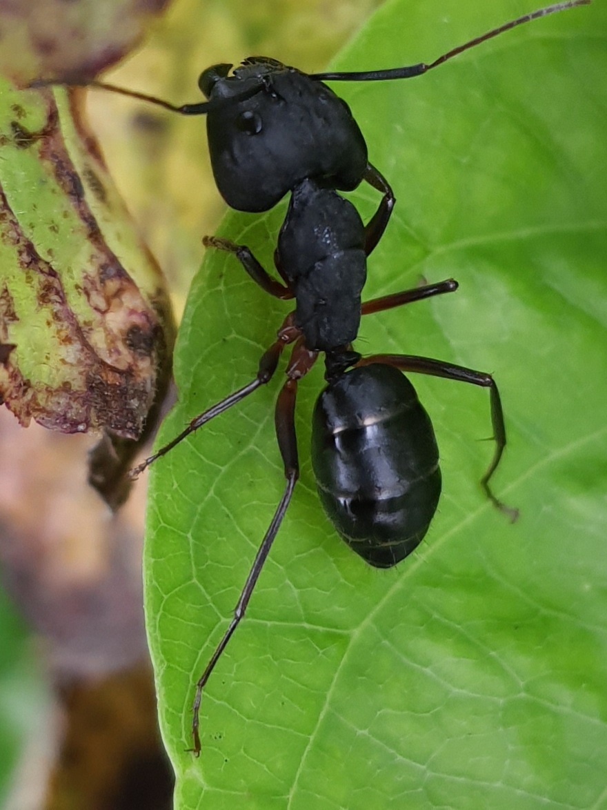 Common Black Ant
