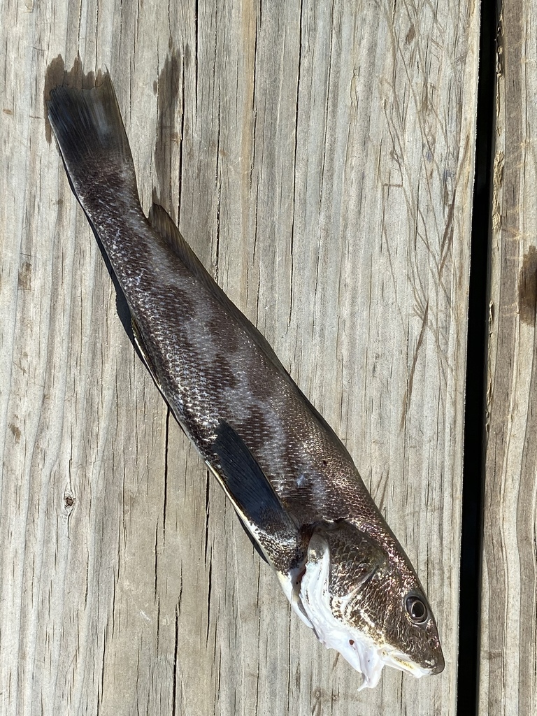 Southern Kingfish from Tybee Creek, Tybee Island, GA, US on July 31, 2020 at 10:28 AM by altela ...