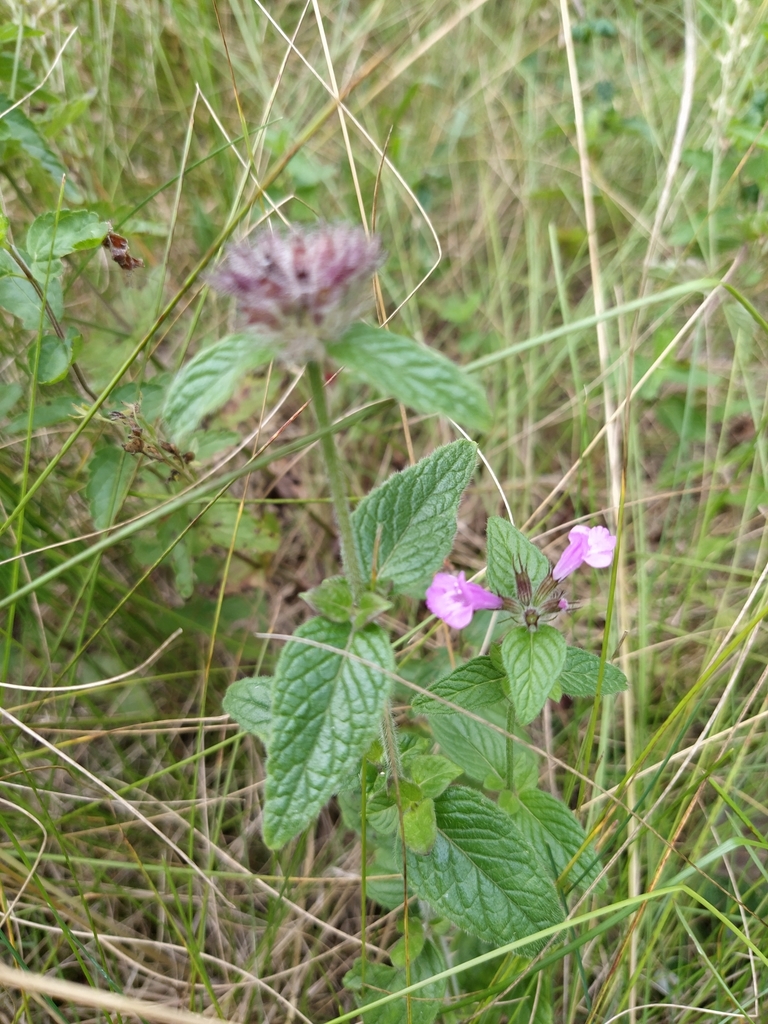Wild Basil from Moscow Oblast, Russia, 142290 on July 31, 2020 at 11:47 ...