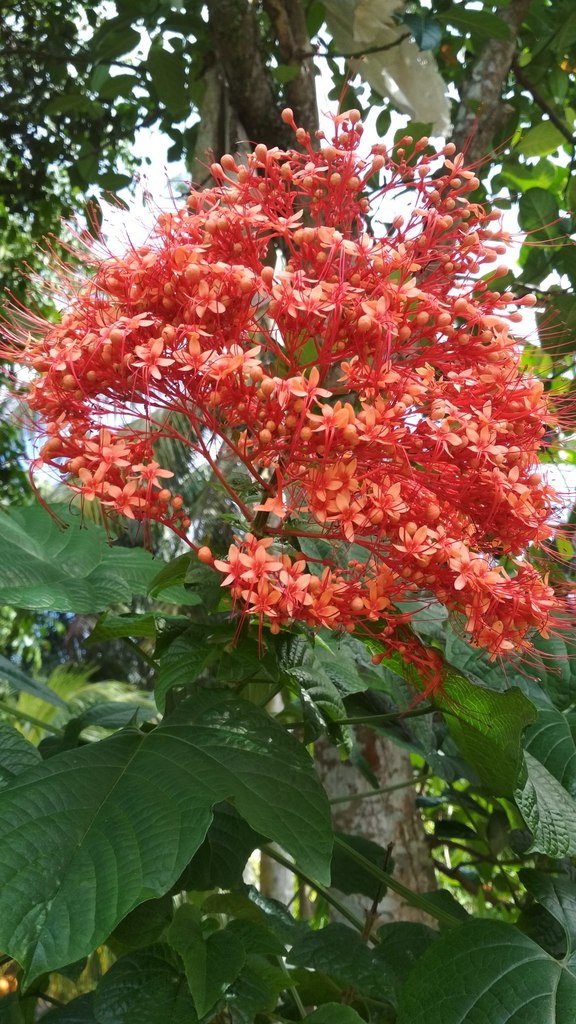 Pagoda Flower from Seluma Regency, Bengkulu, Indonesia on July 31, 2020 ...