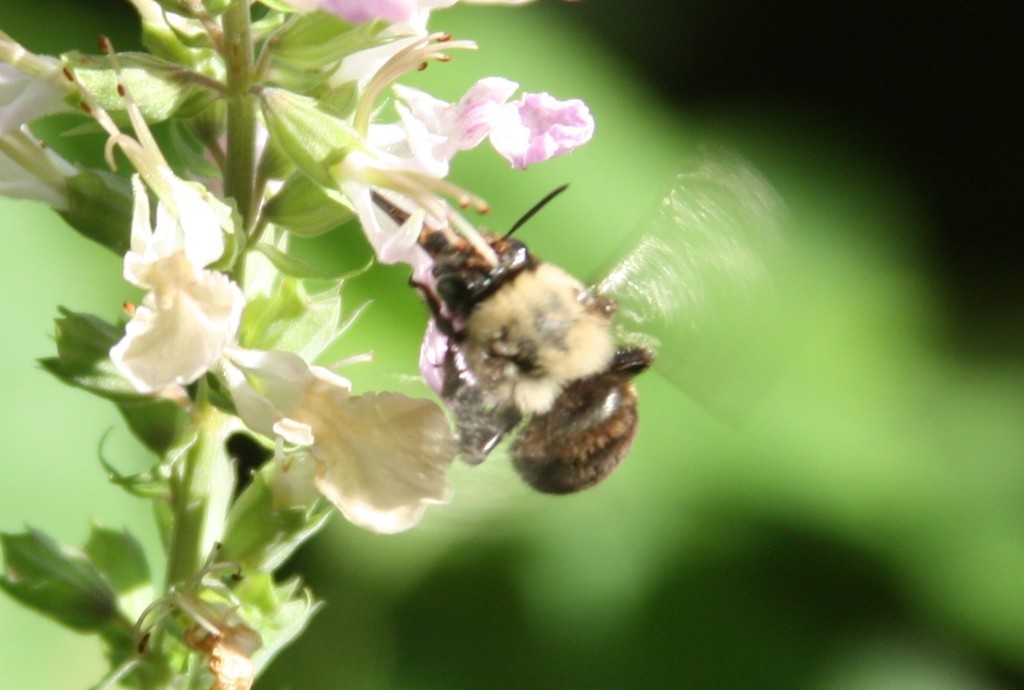 Abrupt Digger Bee from Boone County, IL, USA on July 31, 2020 at 08:27 ...