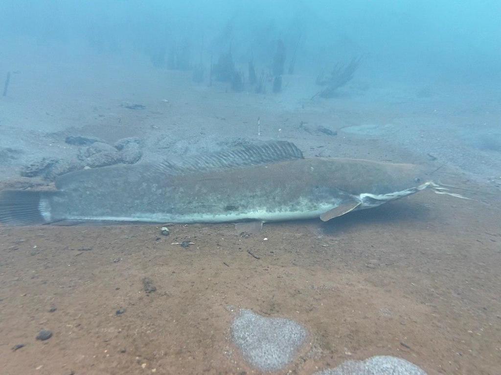 Sharptooth Catfish (Clarias gariepinus) - Marine Life Identification