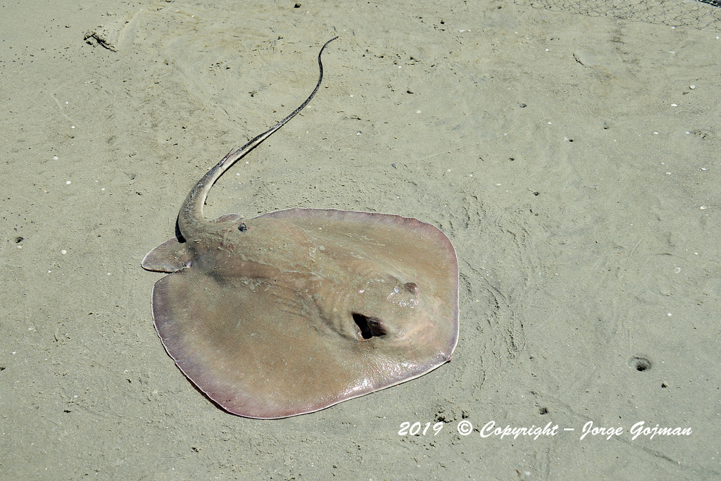 Bluntnose Stingray (Hypanus say) - Marine Life Identification