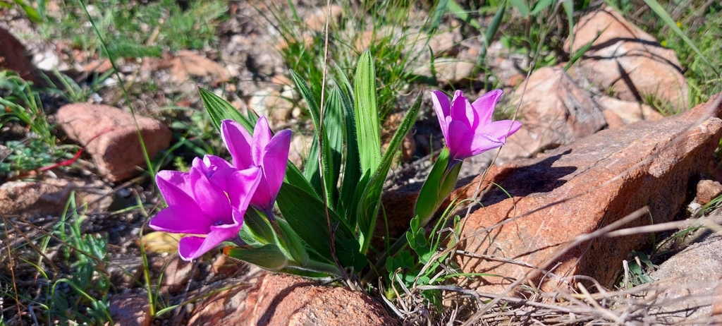 Baboon Root from Cape Farms, Cape Town, South Africa on July 31, 2020 ...
