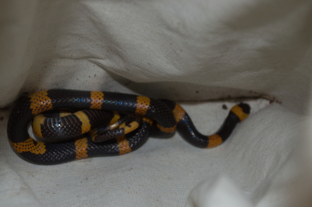 Terrestrial Snail Sucker from Tacotalpa, Tab., México on December 20 ...