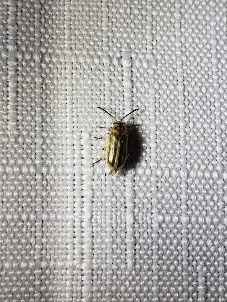 Northern Tamarisk Beetle from Henderson, NV on June 27, 2020 at 08:52 ...