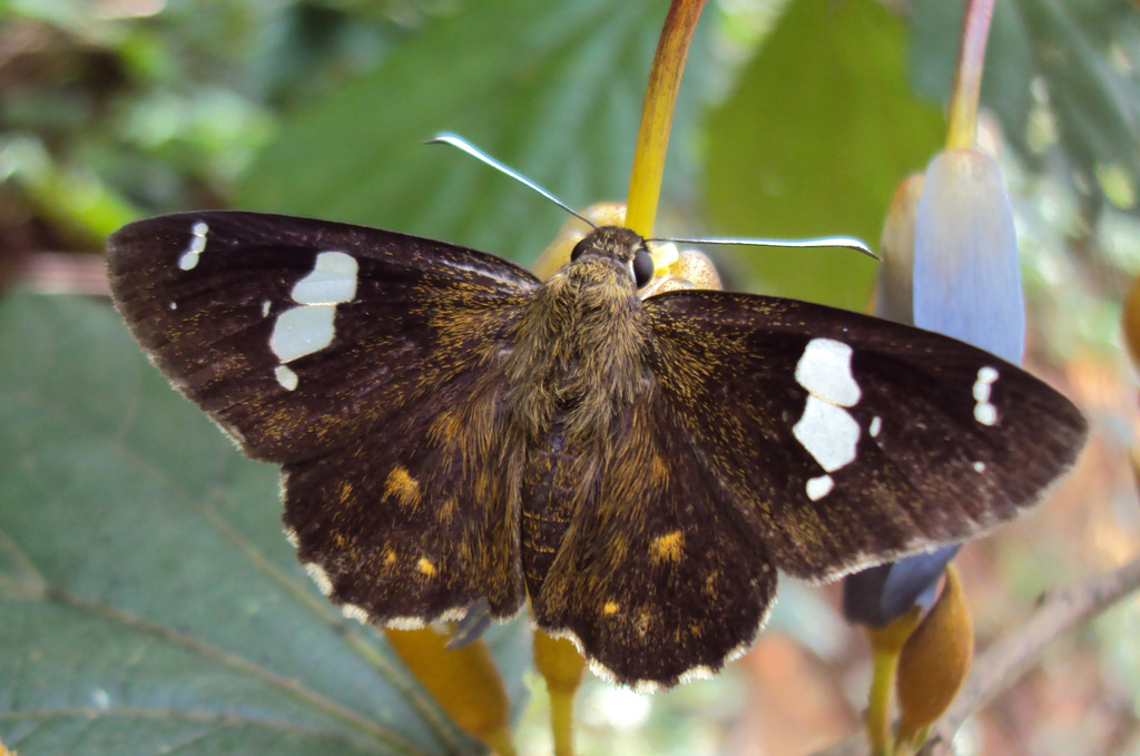 Tamil spotted flat (Butterflies of Maharashtra) · iNaturalist