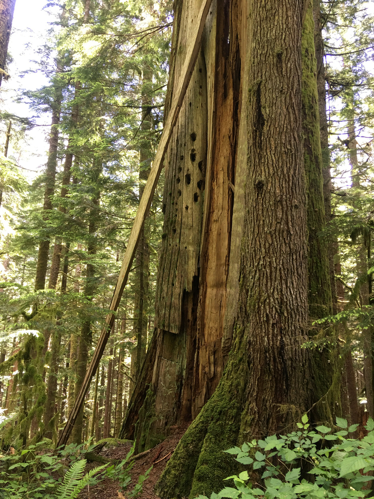 western hemlock from Skykomish on June 29, 2020 at 08:12 PM by mergav ...