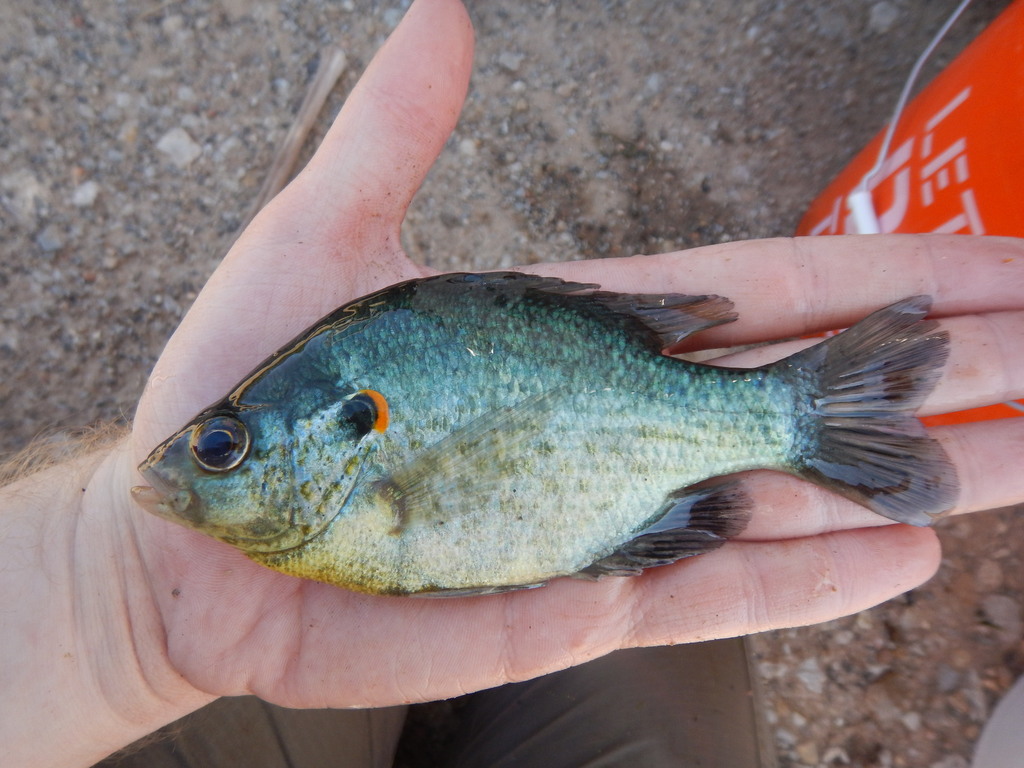 Redear Sunfish (Wildlife and Wildflowers of Texas - Fish) · iNaturalist