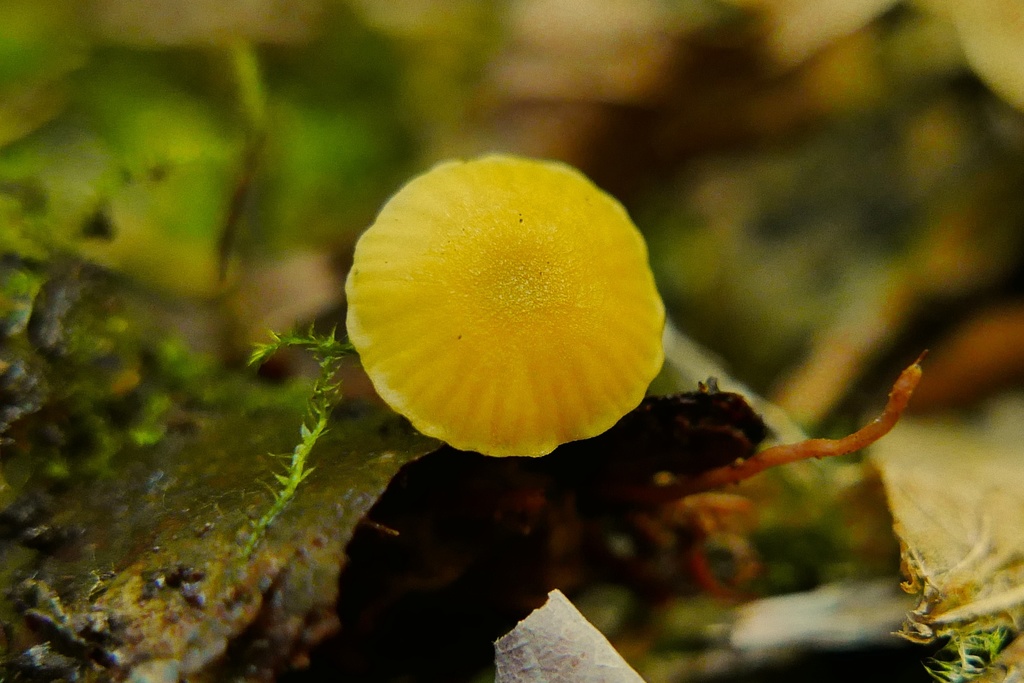 Hygrocybe parvula from Mason County, US-WA, US on July 30, 2020 by ...