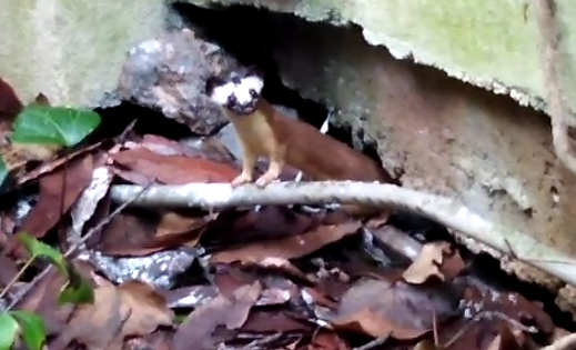 Long-tailed Weasel from Bosques de San Angel Sector Palmillas, 66290 ...