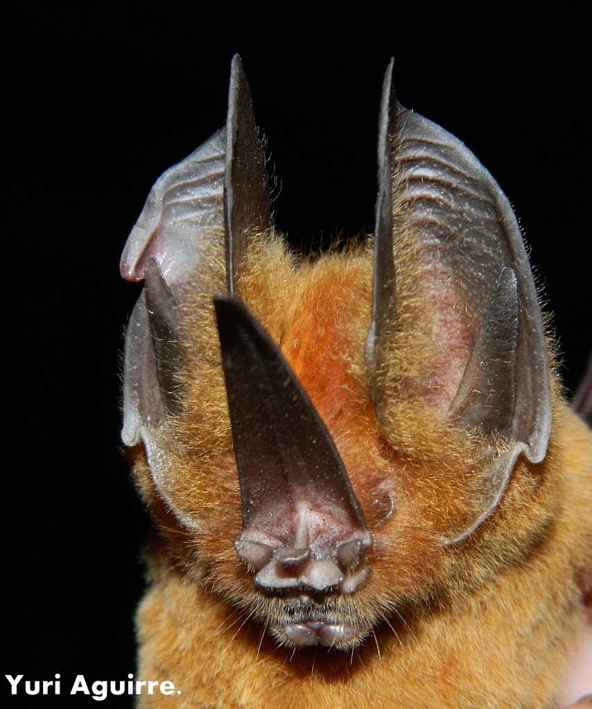 Bats (Chiroptera) - Know Your Mammals