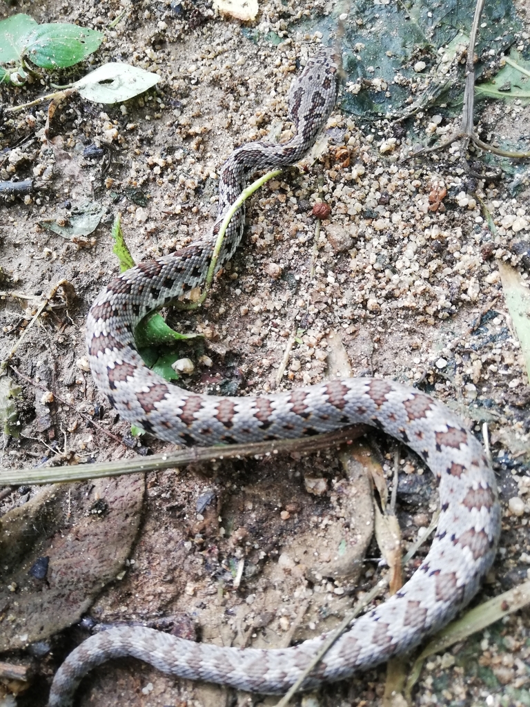 Sinaloan Long-tailed Rattlesnake from Cosalá, Sin., México on July 31 ...