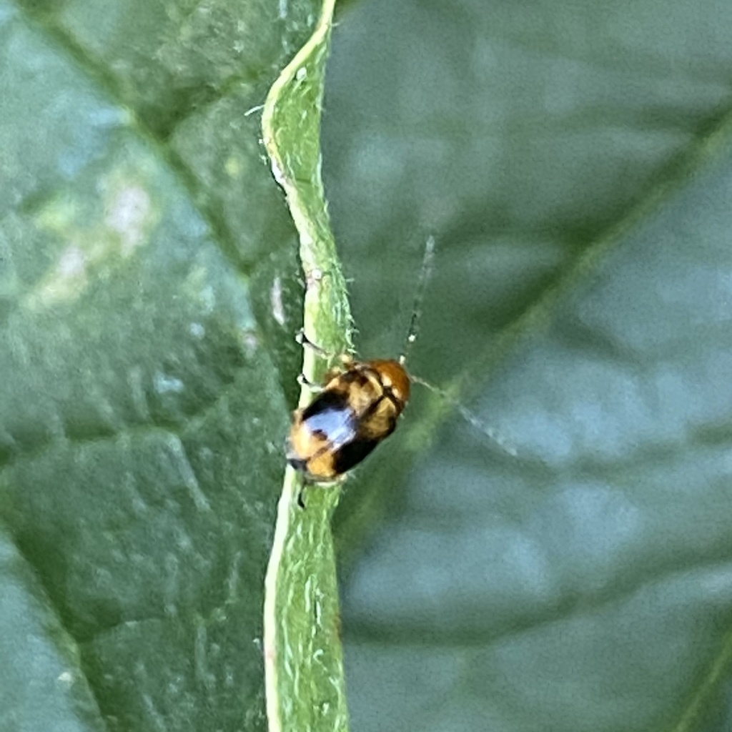 common small pot beetle from Heust, Well, Gelderland, NL on July 29 ...