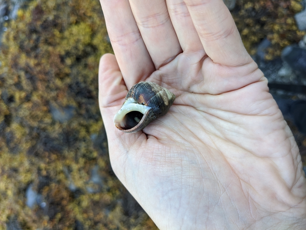 Common Periwinkle from 9163 Jøkelfjord, Norway on July 31, 2020 at 05: ...