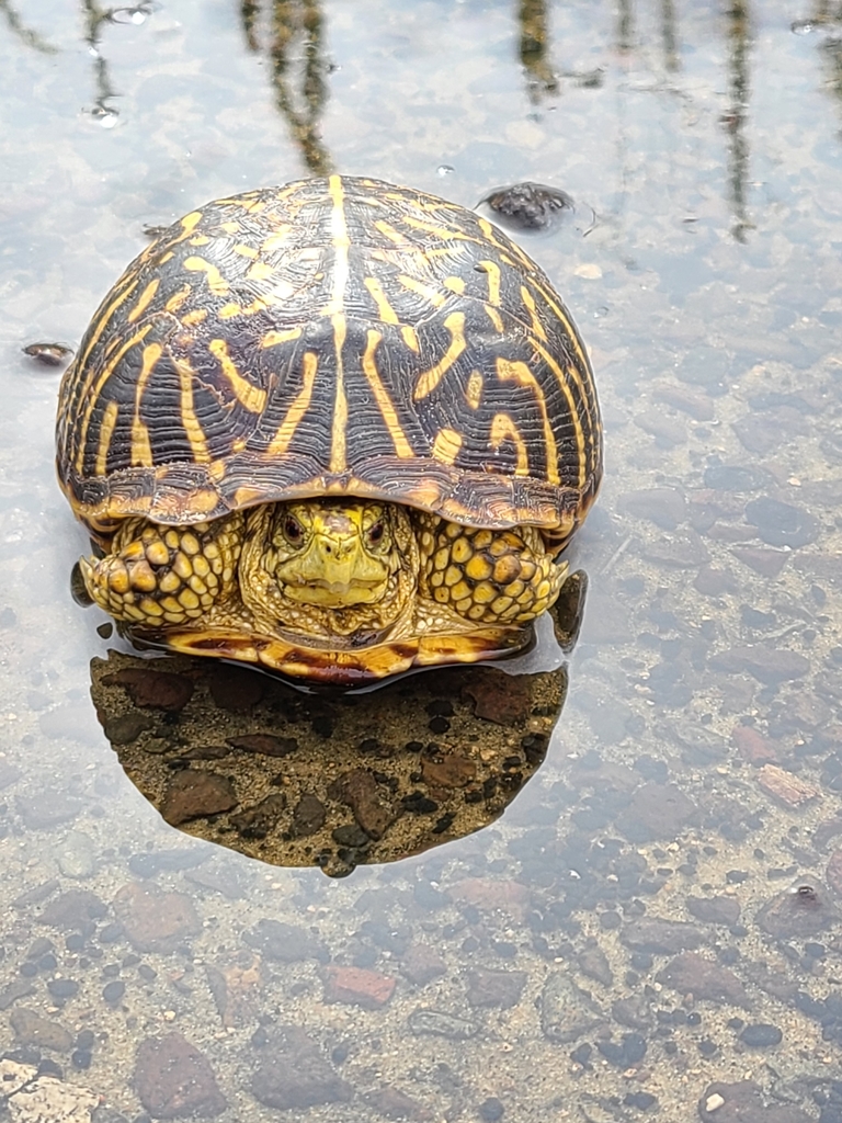 Ornate Box Turtle in July 2020 by Ismael Perez · iNaturalist