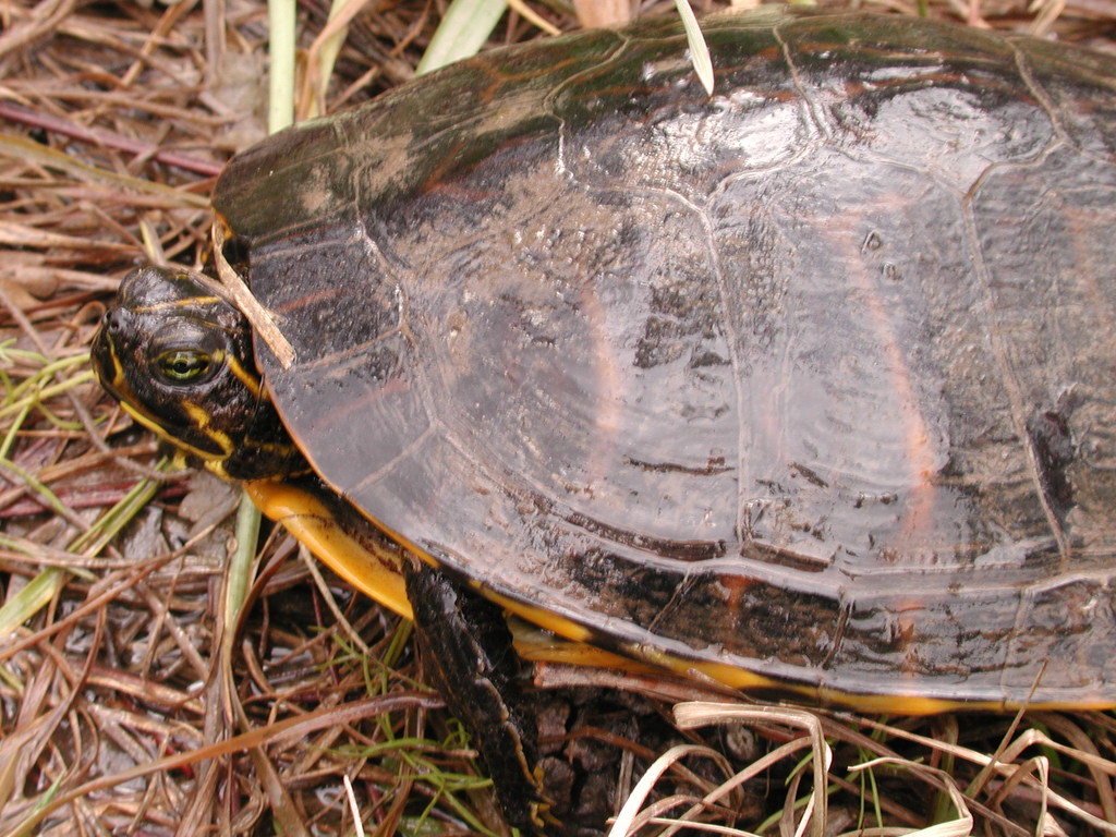 Coastal Plain Cooter from Walton County, FL, USA on March 12, 2002 at ...