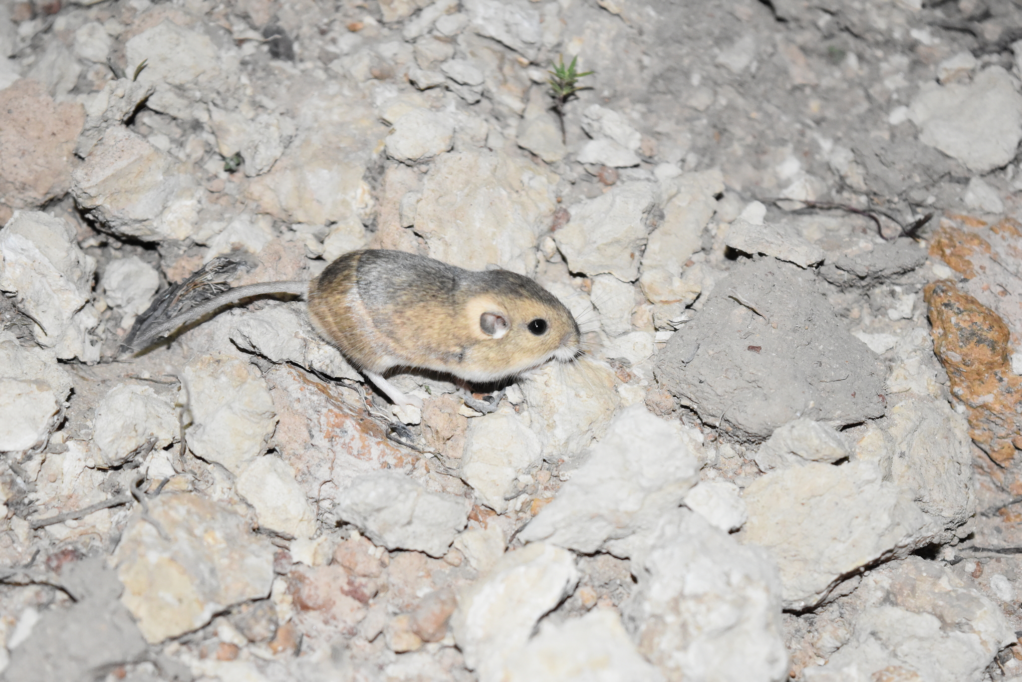 Perognathus flavus Baird, 1855